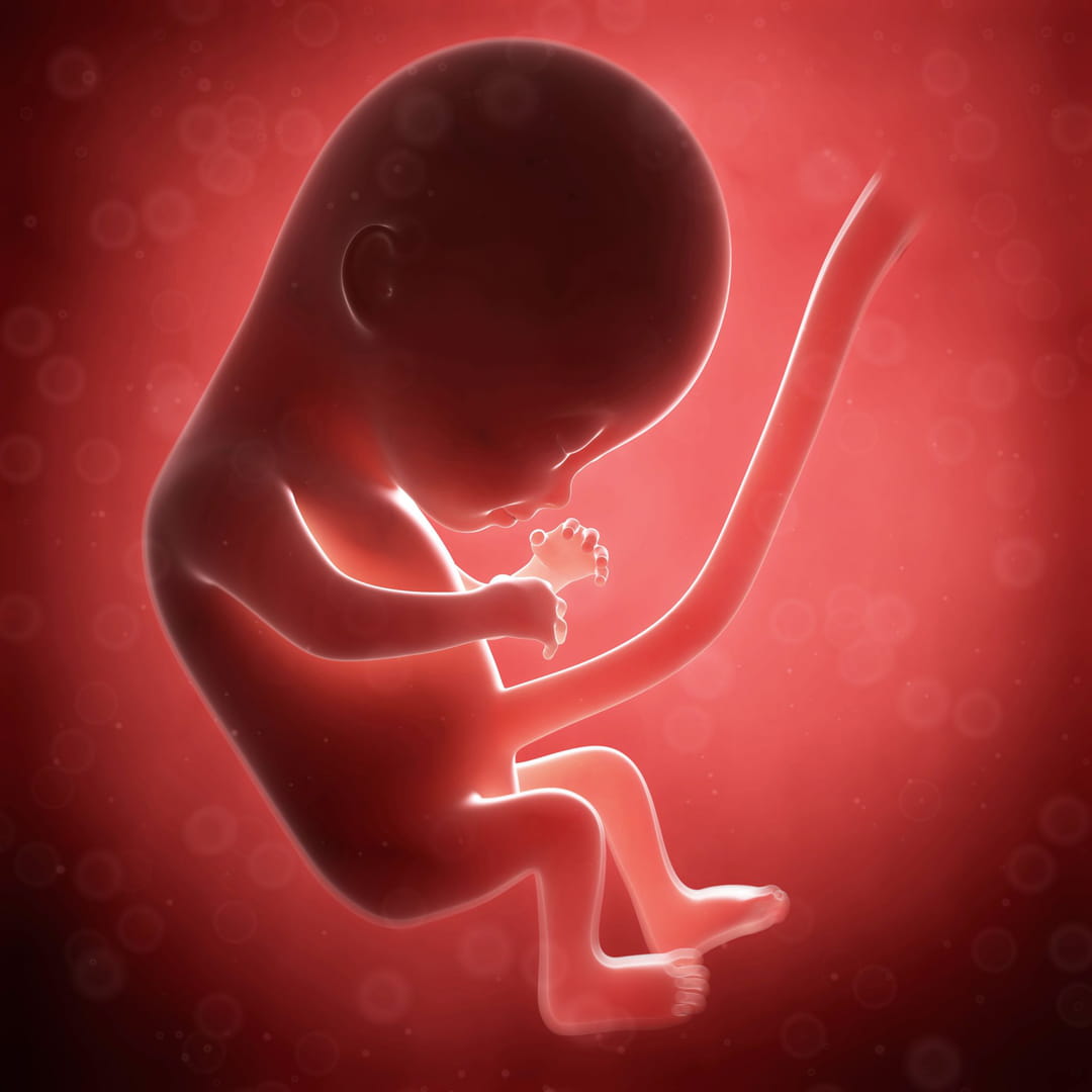 Evolution Foetus 4 Mois Evolution F tus Mois Par Mois Aep22 Evolution Foetus 4 Mois Evolution F tus Mois Par Mois Aep22