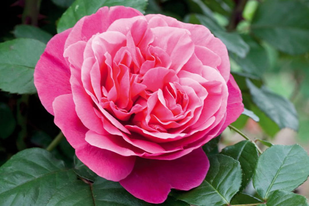 Le rosier Line Renaud