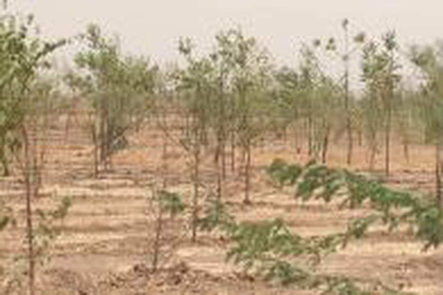 Une ceinture verte pour le Tchad