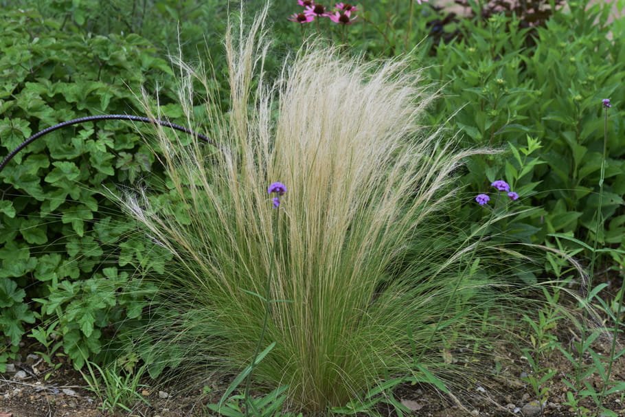 Stipa : planter, entretenir et tailler des cheveux d'ange