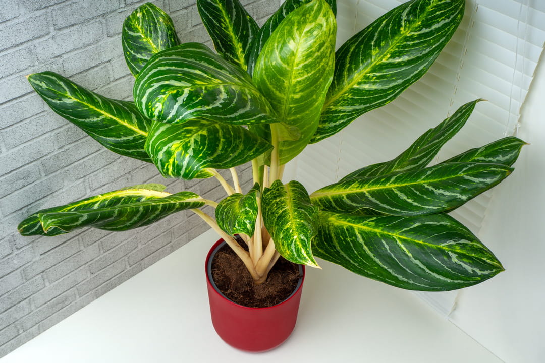 Le dieffenbachia : une plante tropicale au beau feuillage