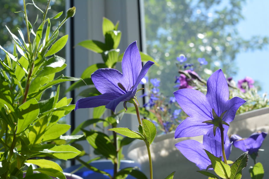 Platycodon : semer, planter et entretenir