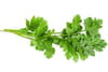 Tout sur la coriandre : la choisir, la cuisiner, la conserver...