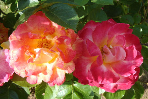 Une rose bien galbée