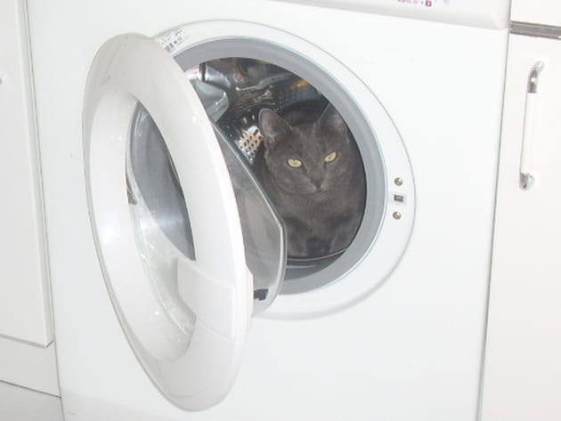 Le chat dans la machine