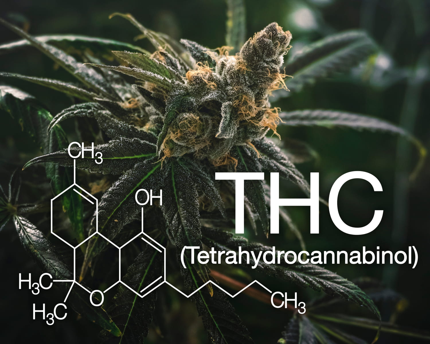THC D finition Effets Corps Cerveau Dangers L gal