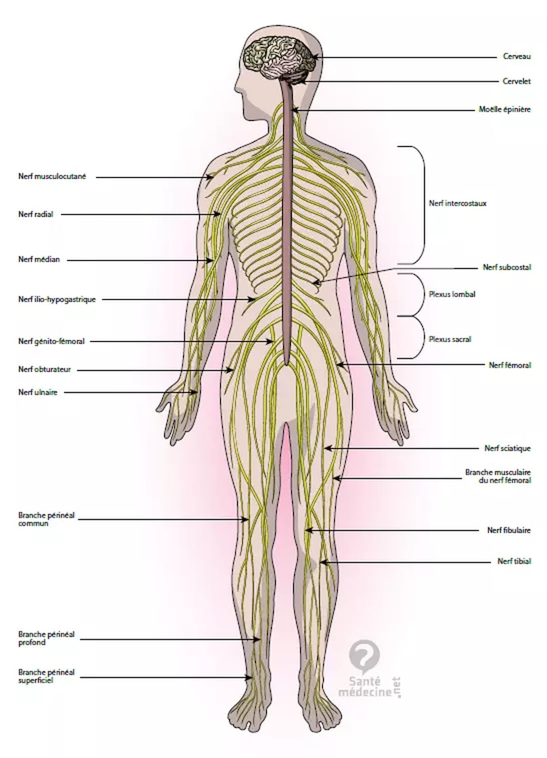 Système nerveux sympathique : définition, schéma