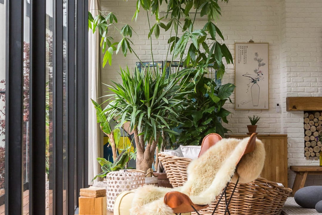 Yucca, ficus, pothos font salon