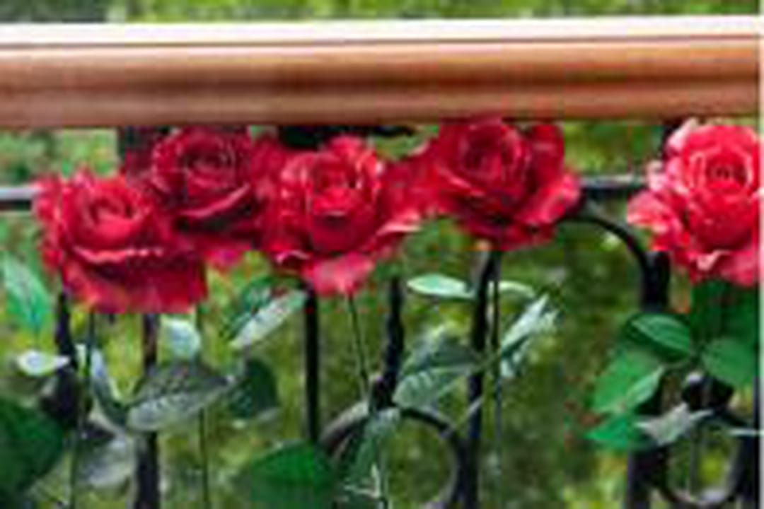 Roses au balcon