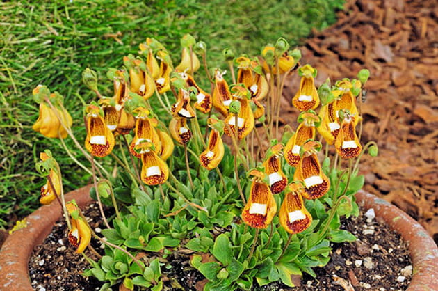 Calceolaria uniflora, des couleurs chatoyantes