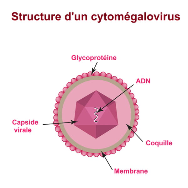 Cytomégalovirus (CMV) : symptômes, test IgG, traitement