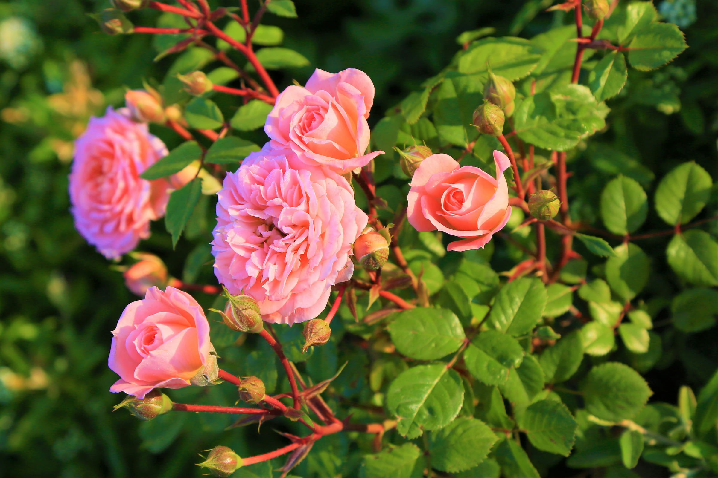 Les 8 plus belles variétés de roses pour embellir votre jardin
