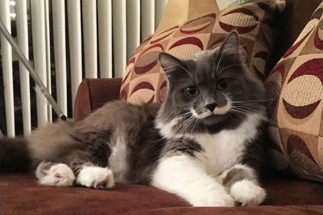 Hamilton the hipster cat