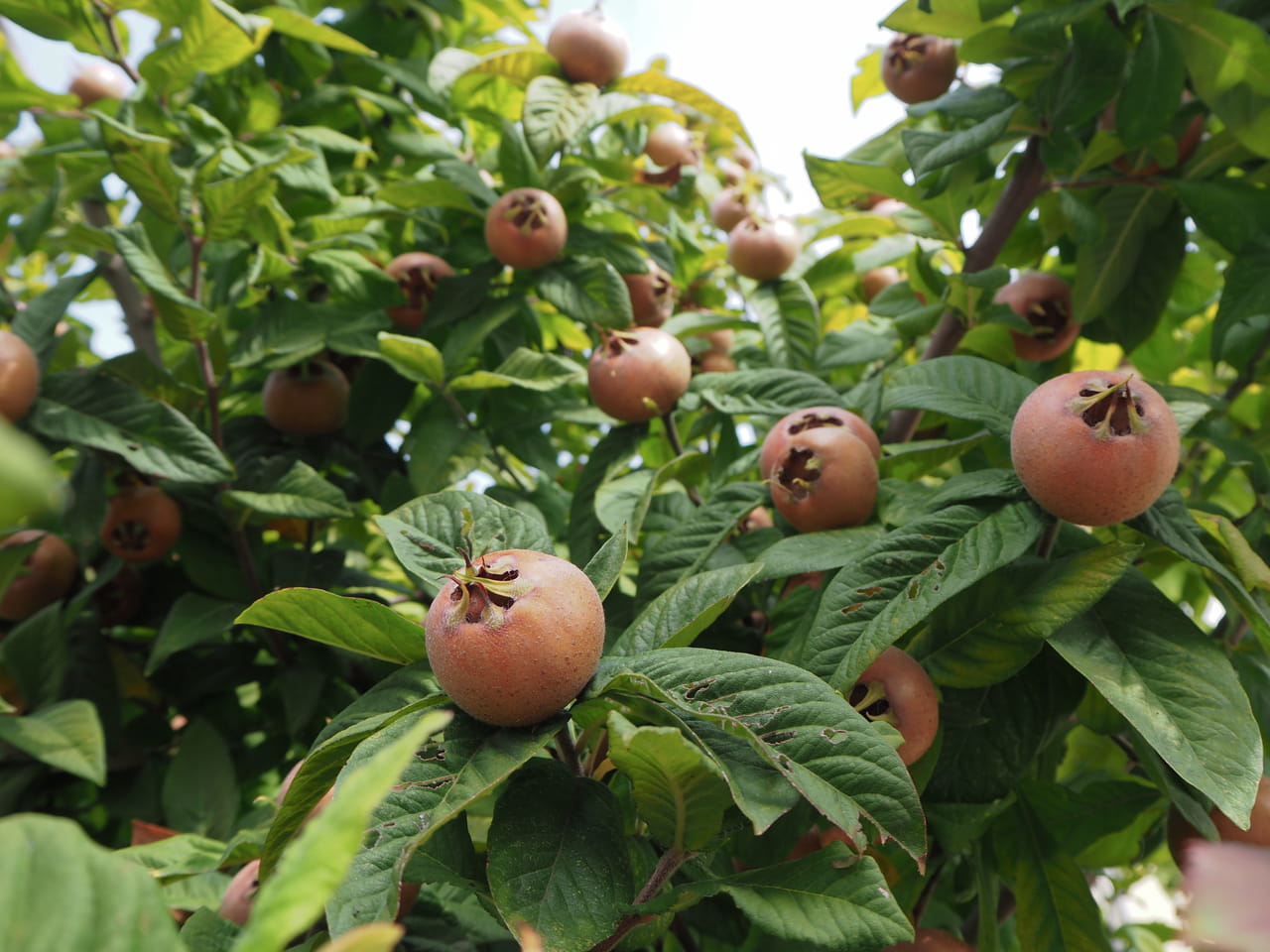 Néflier : planter un noyau, culture et taille