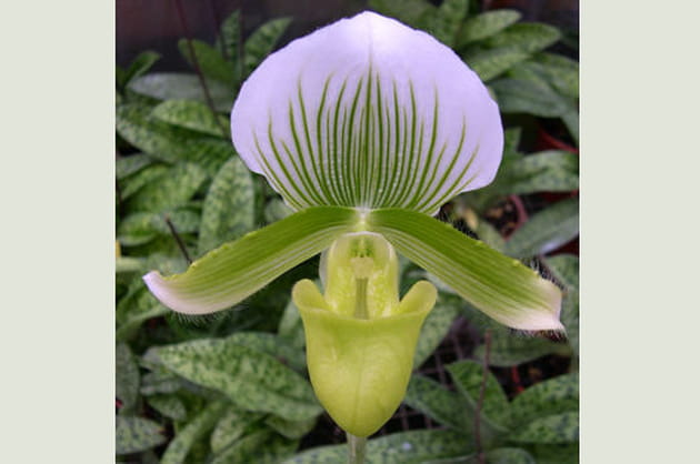 Paphiopedilum Mitylene