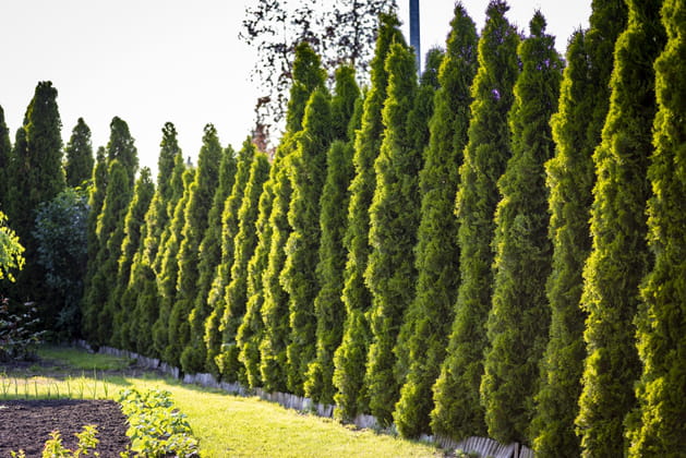 Une haie de thuyas