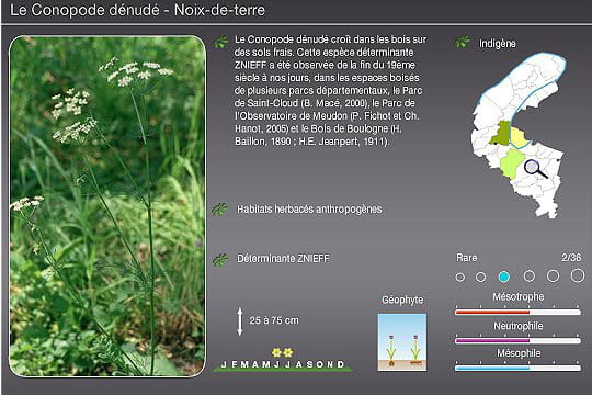 Conopodium majus