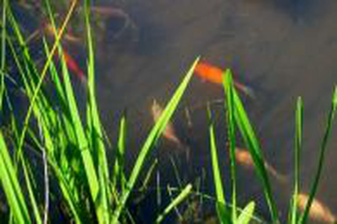 Un poisson peut en cacher un autre