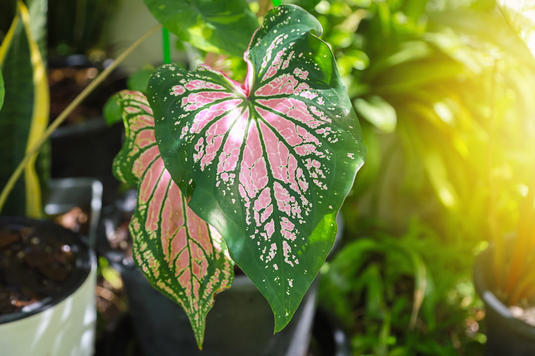 Le caladium rose : un feuillage panaché unique