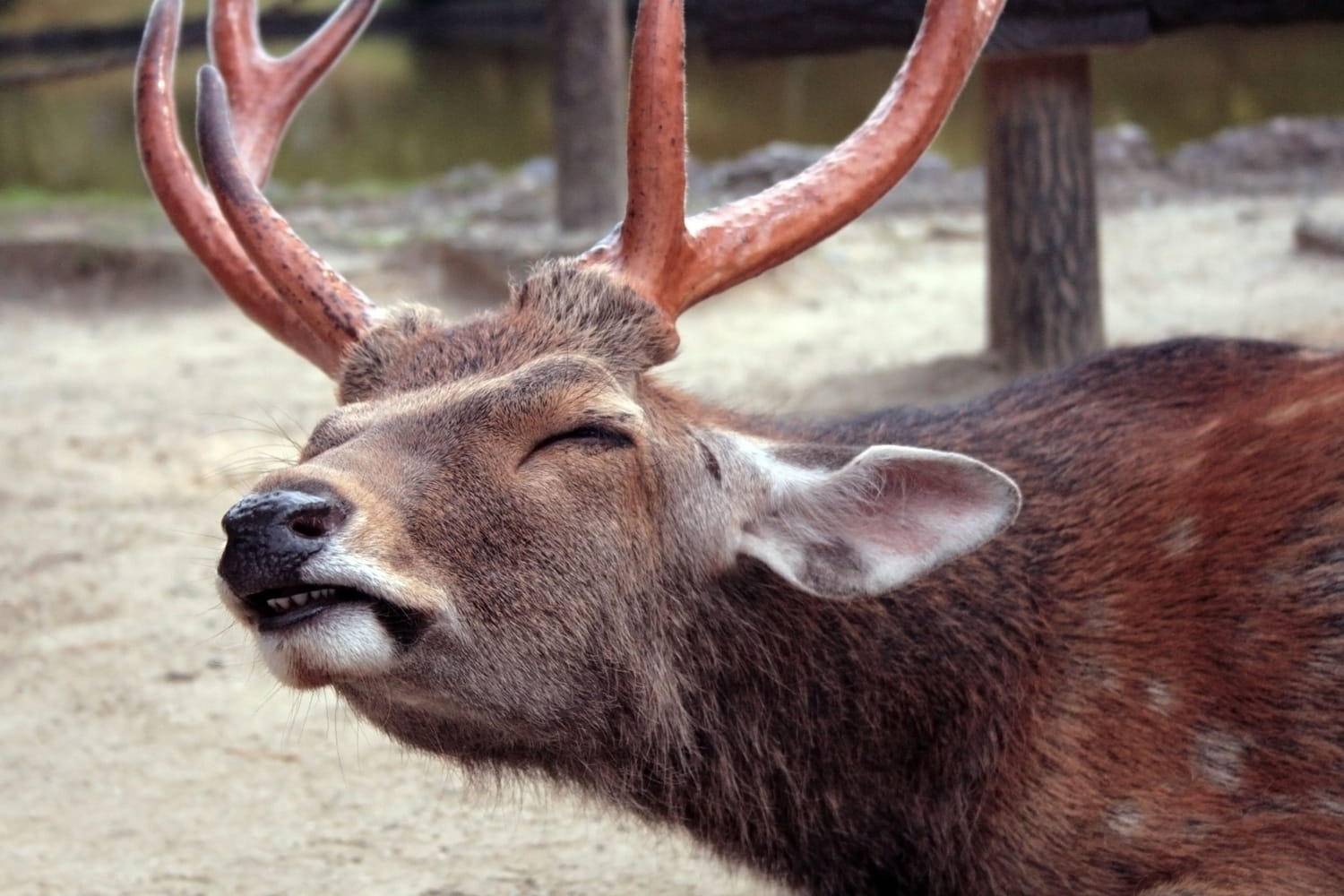 C est Quoi La Maladie Du Cerf Zombie C est Quoi La Maladie Du Cerf Zombie