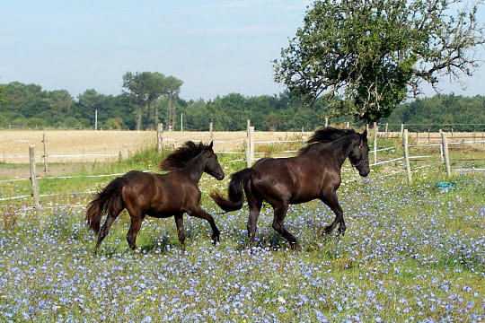 Chevaux dans les champs