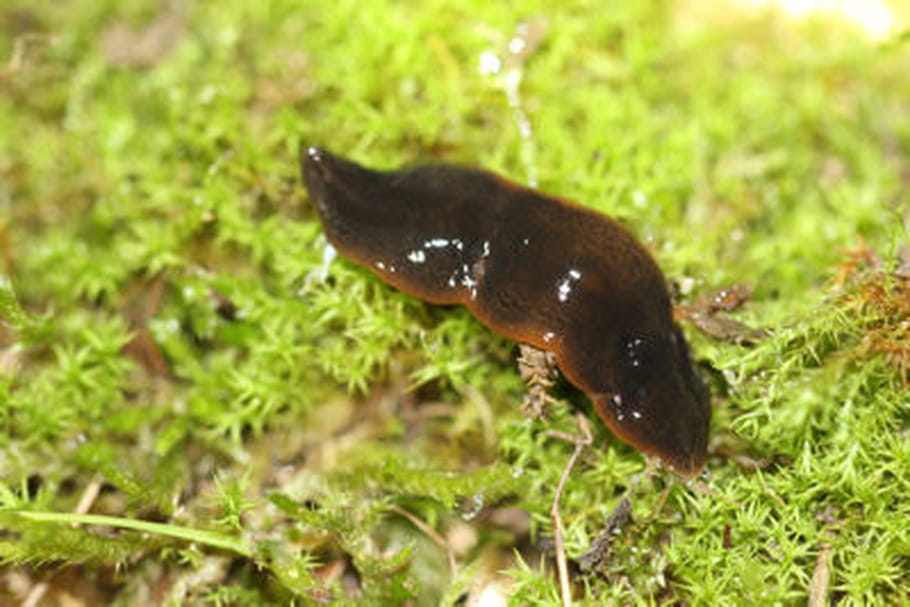 Ver plat : une espèce dangereuse pour le jardin