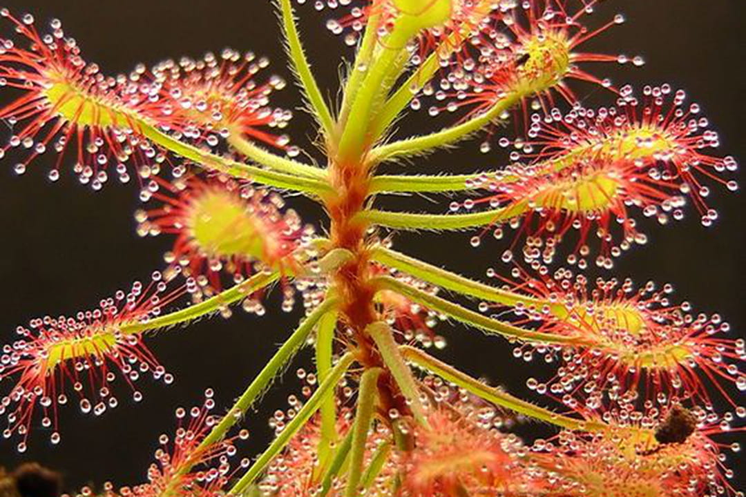 Drosera