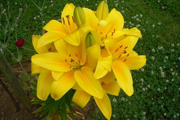 Le jaune éclatant du lys Loddon