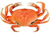 CRABE : Tout sur ce crustacé, comment choisir son crabe, comment le ...