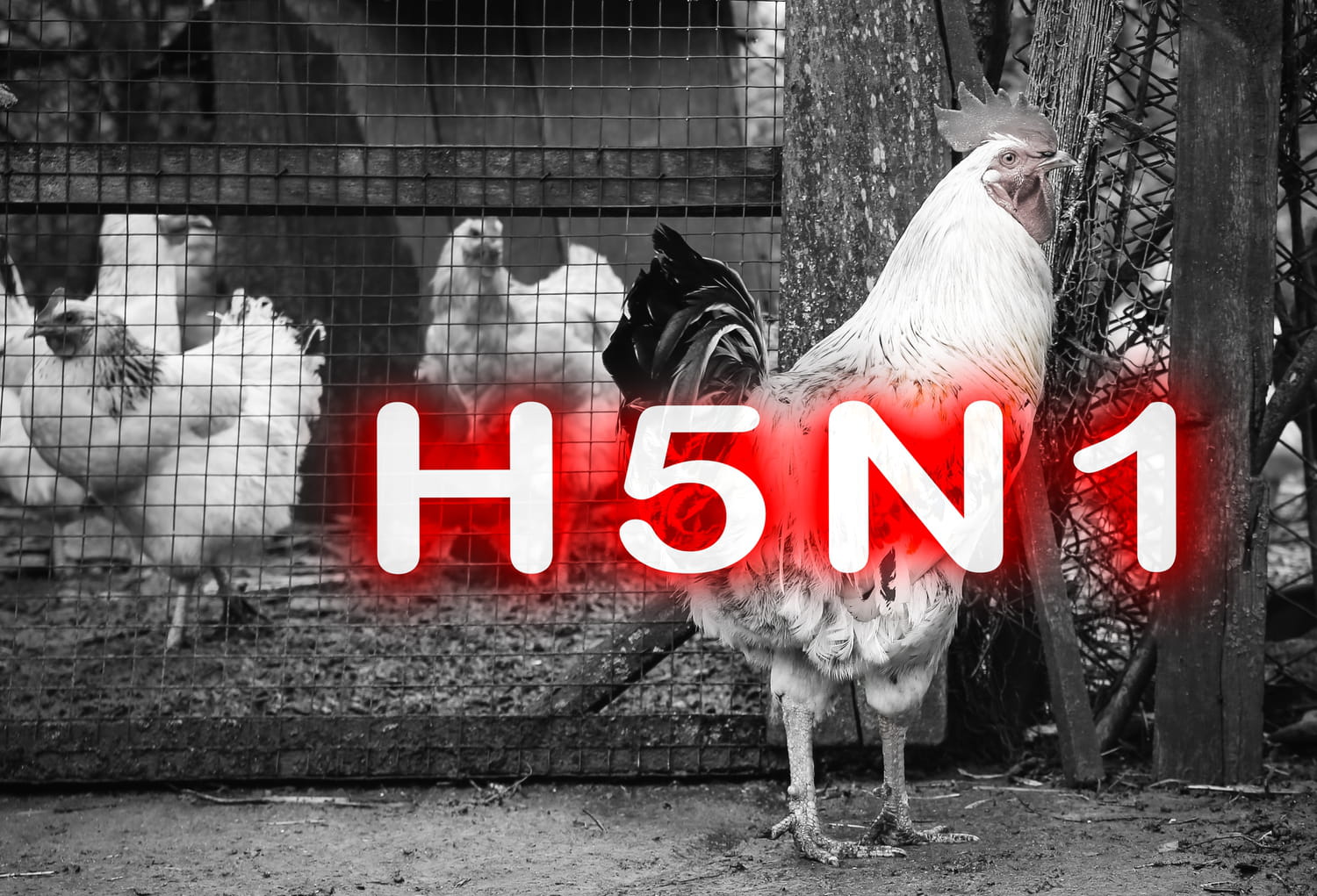 What Is Influenza A H5N1 Archyde