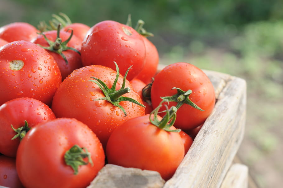 Tout sur la tomate : la choisir, la cuisiner, la conserver...