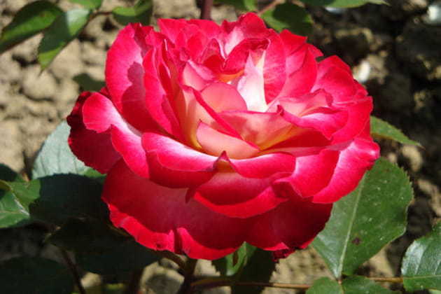 Une des plus belles roses de France