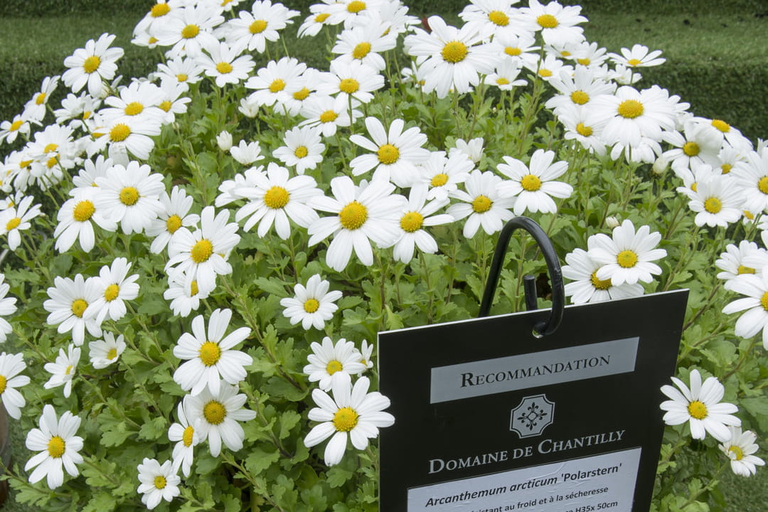 Arctanthemum arcticum 'Polarstern'