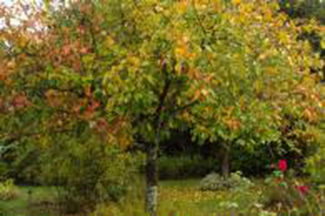 Le pommier aux couleurs de l'automne