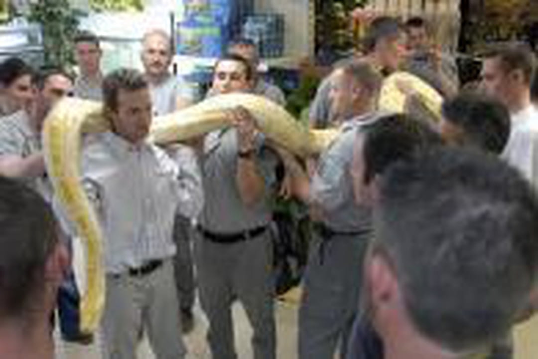 Un invité d'exception, le Python Molure