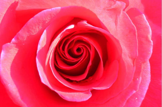 Les plus belles roses de la galerie