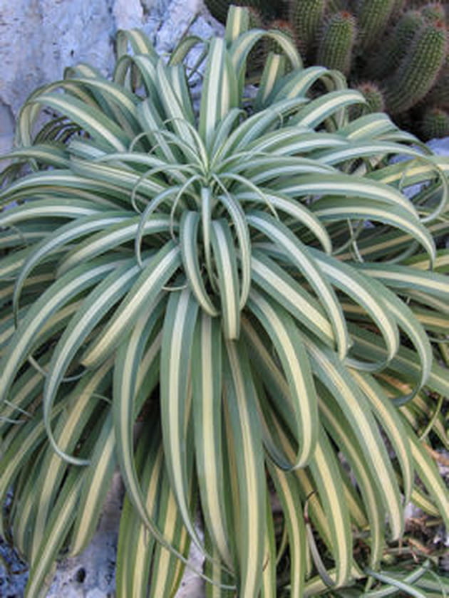 Agave bracteosa variegate