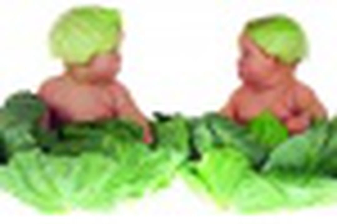 Les garçons naissent dans les choux