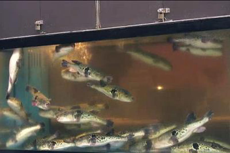 Le fugu, un poisson mortellement bon