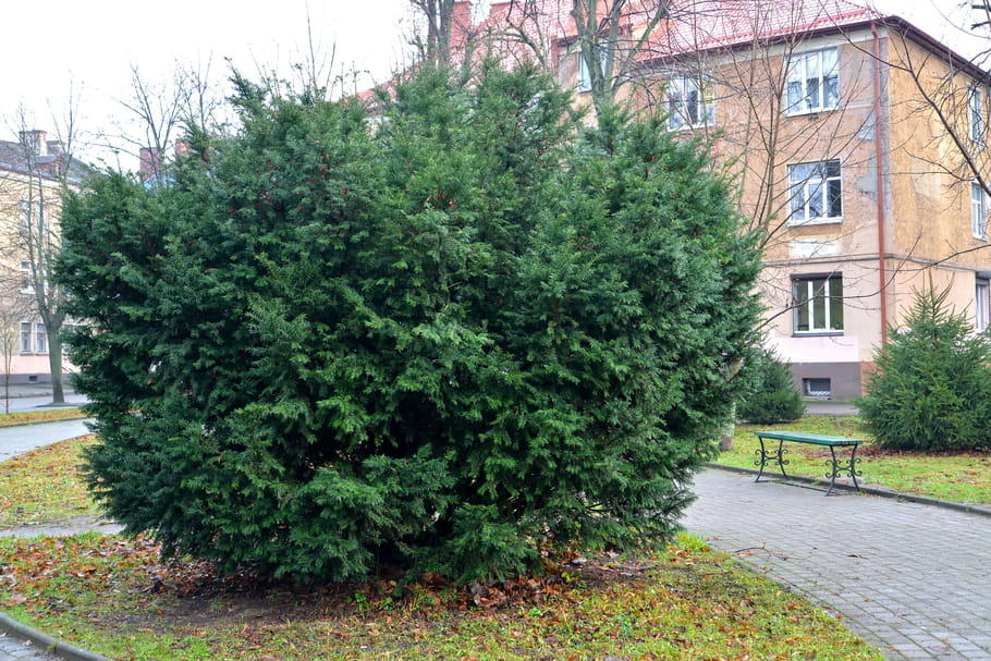 If commun : planter, entretenir, tailler et maladies