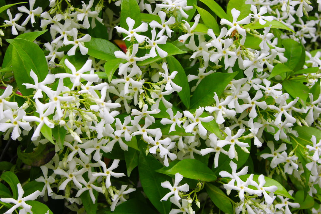 Jasmin étoilé Winter Ruby® 'Trared'