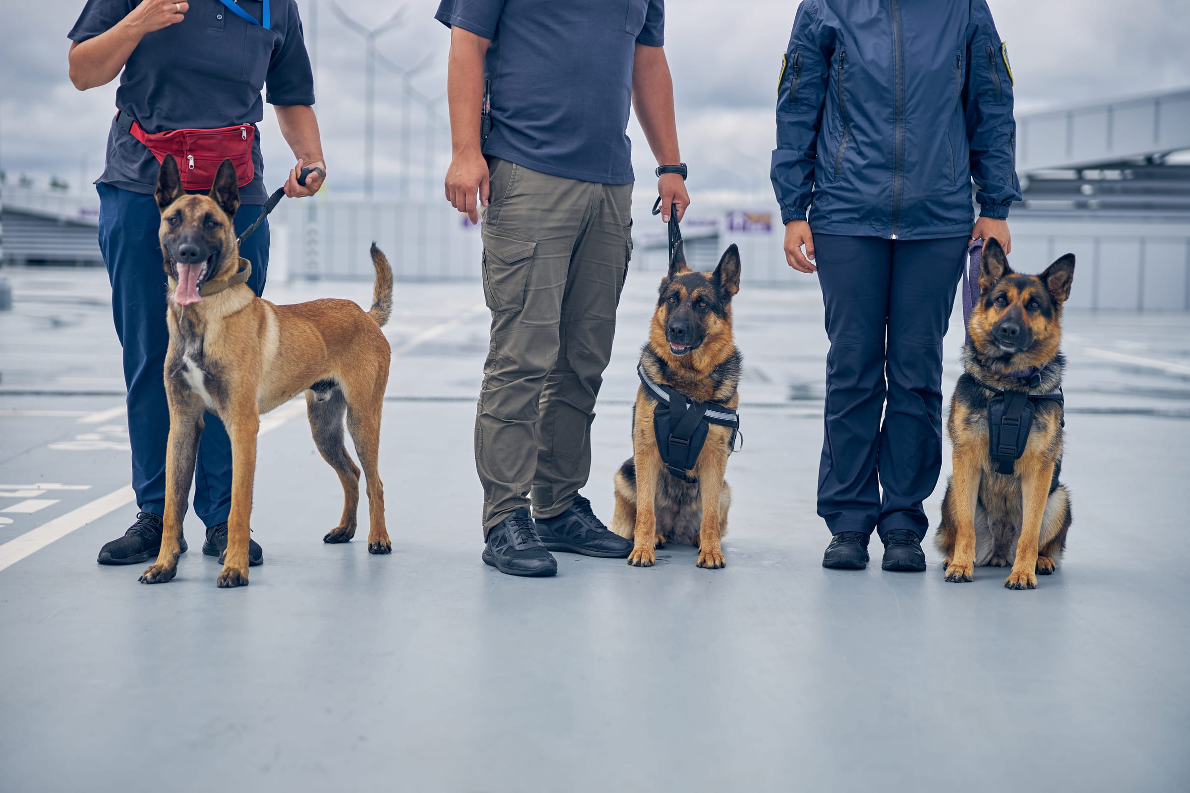 10 choses incroyables que ces chiens renifleurs sont capables de détecter