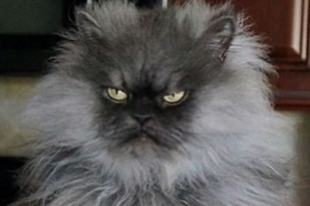 Colonel Meow