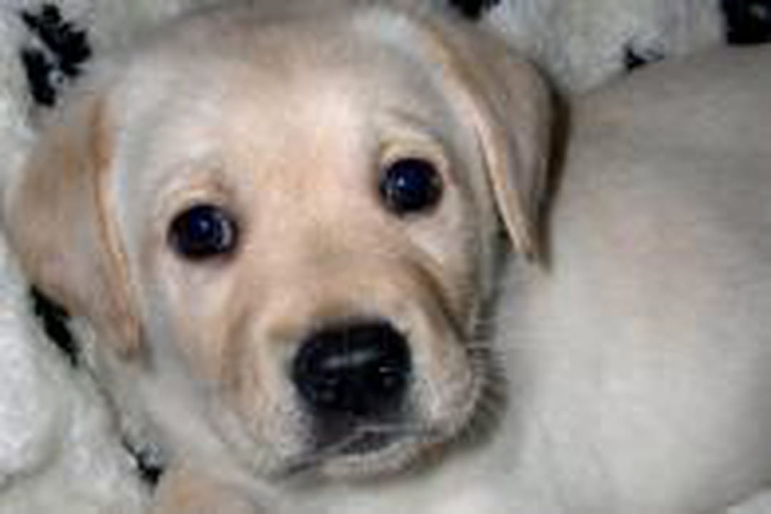 Bomgo, le petit Labrador