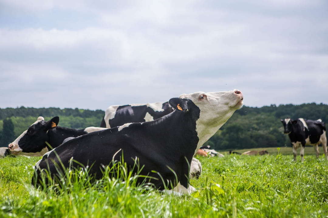 La Prim'Hostein, star de nos prairies