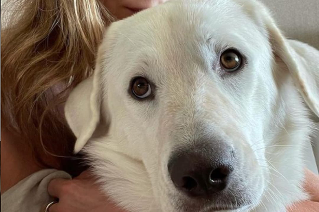 Jennifer Aniston partage des photos de son Labrador qui a bien grandi!