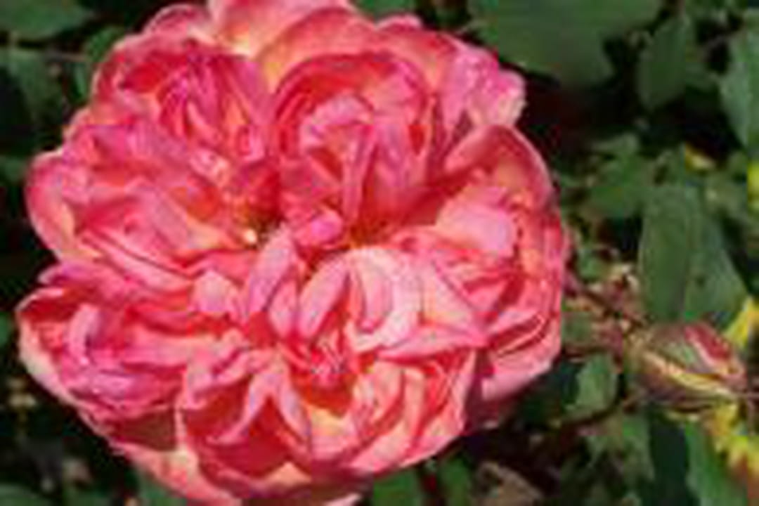 Rose Isabelle Nabonnand