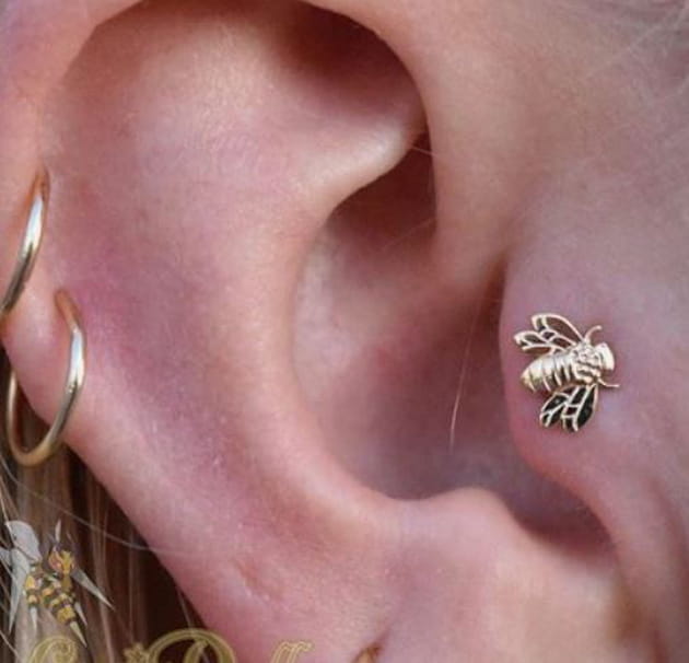 L'abeille dorée sur le tragus