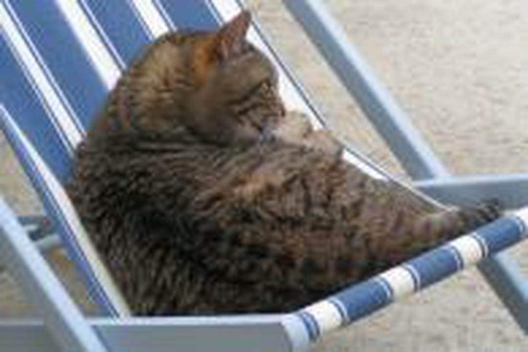 Confortablement installée dans son transat