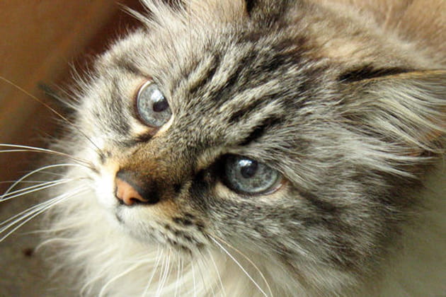 Une chatte très active